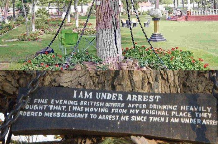 Viral Kisah Unik Sebuah Pohon Dirantai dan Ditahan Sejak Tahun 1899 ...