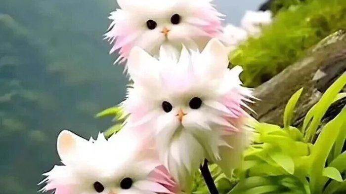 Warga Tergiur Beli Benih Bunga Bentuk Kucing Harga Capai Rp 480 Ribu ...