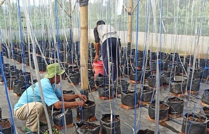 Serunya Liburan ke Grand Sakina Farm di Cigadung, Subang, Jawa Barat ...