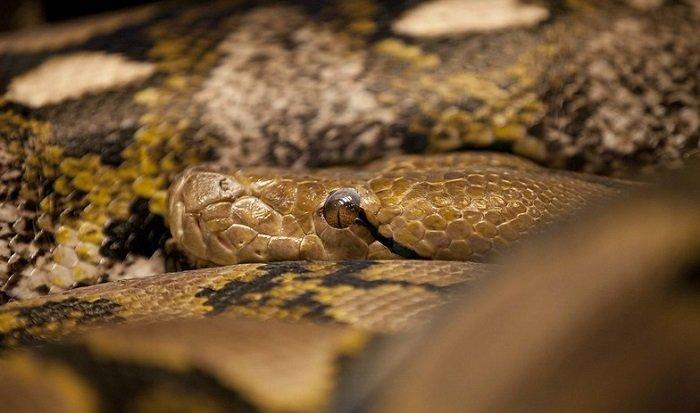 Ular Terbesar di Dunia Baru Saja Ditemukan di Hutan Amazon, Beratnya ...