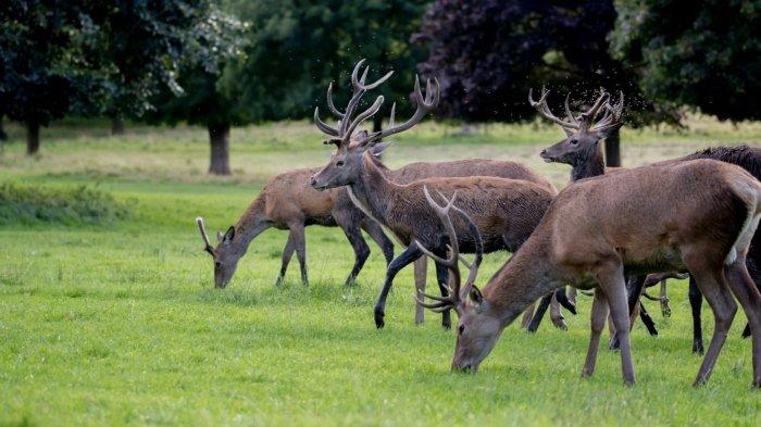 Piknik ke Penangkaran Rusa Tahura di Kabupaten Pesawaran, Lampung, Cek ...
