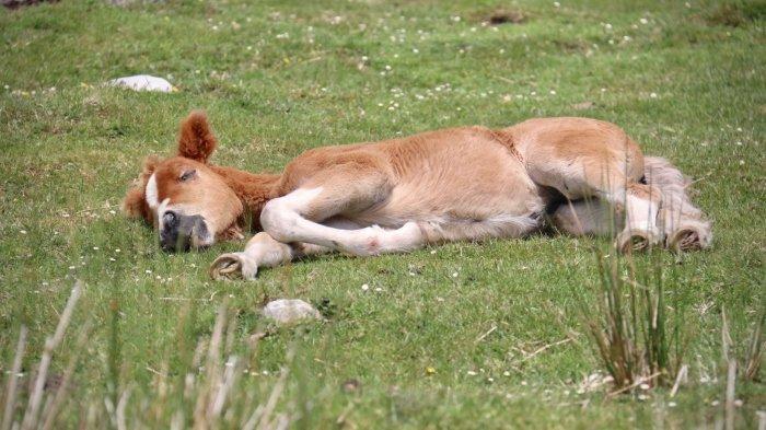 Viral Aksi Kuda Pemalas yang Suka Rebahan di Jerami, Sering Dikira ...