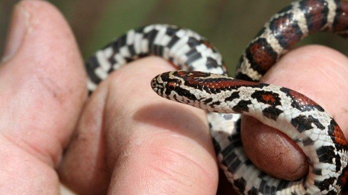 Pria Nekat Selundupkan 104 Ular Hidup di Celana, Ketahuan & Diciduk Bea ...