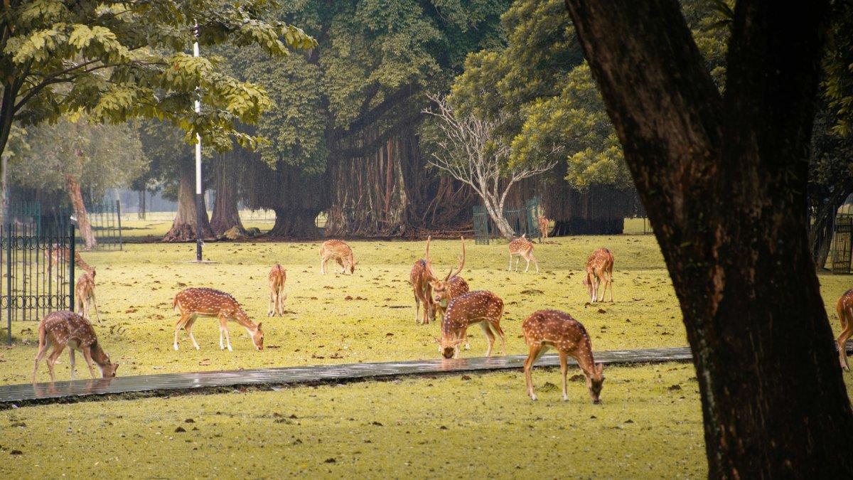 Panduan Lengkap Wisata Kebun Raya Bogor 2025: Jam Buka, Rute, dan Tiket ...