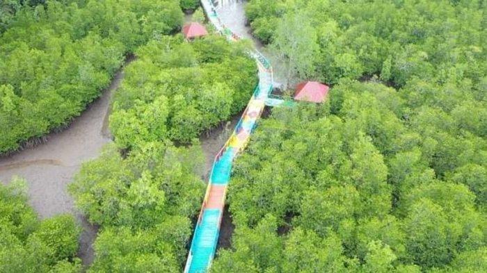 Pesona Hutan Mangrove Kelumu di Desa Kelumu, Kecamatan Lingga ...