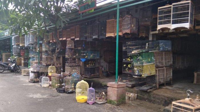 Blusukan ke Pasar Burung Satria, Wisata Unik di Denpasar Bali untuk ...