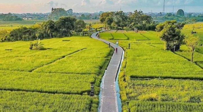Ekowisata Subak Sembung, Wisata Antimainstream di Denpasar Bali, Ada ...