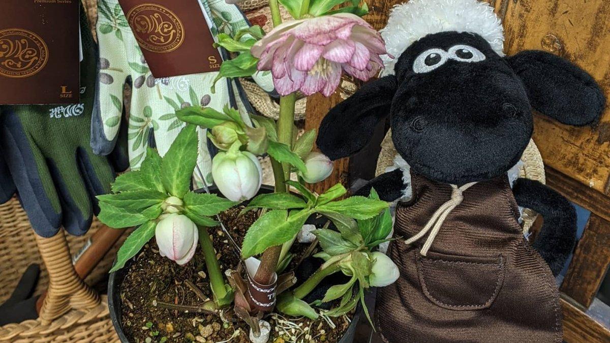 Harga Tiket Masuk Rosa & Berry Tawada, Tempat Wisata di Jepang di Mana ...