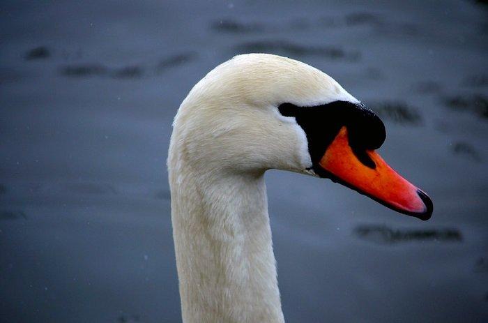 Viral Kisah Angsa yang Kehilangan Pasangan, Rutin Menatap Cermin ...