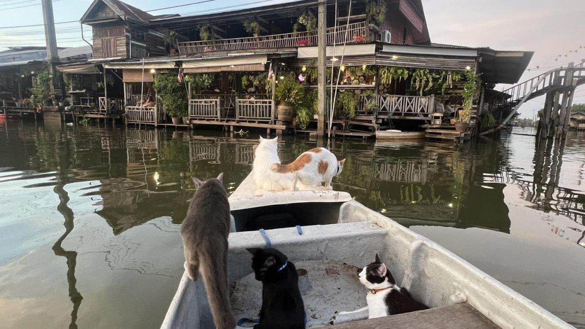 Tur Perahu Unik di Bangkok Thailand: Menelusuri Sungai Bareng Kucing ...