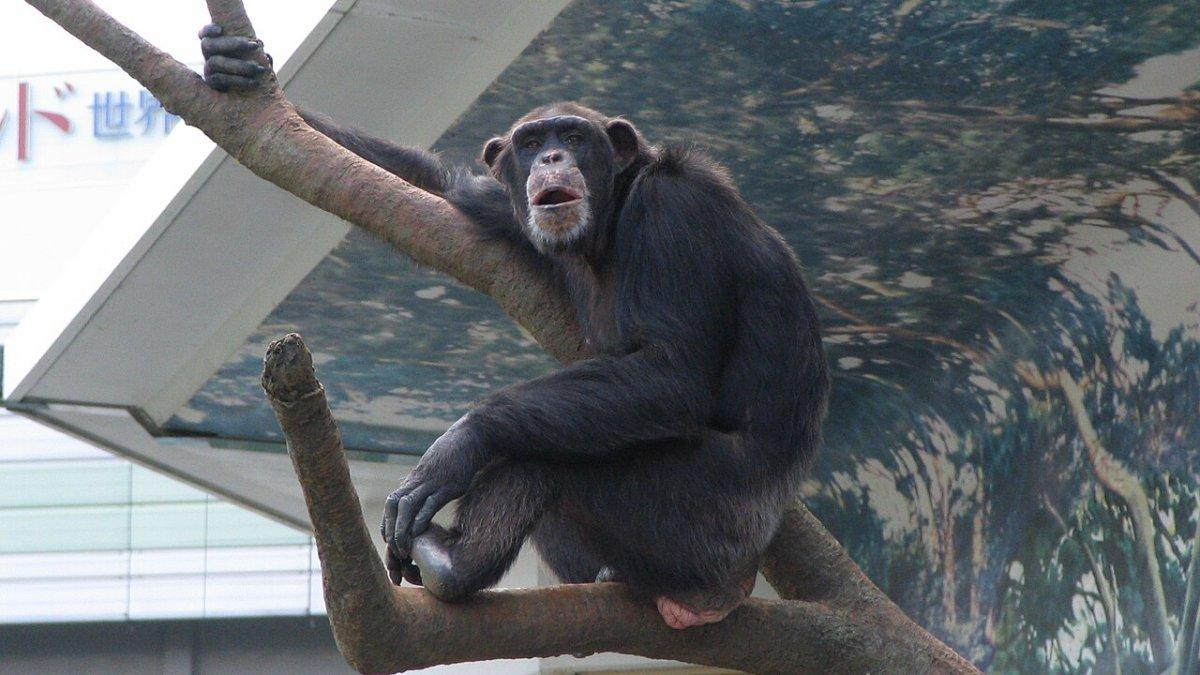 Penjaga Kebun Binatang di Osaka Jepang Tertangkap Curi Makanan Simpanse ...