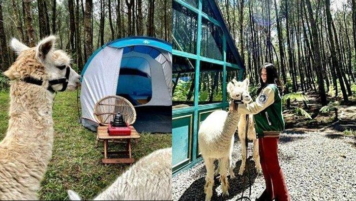 Serunya Piknik dan Camping Bareng Alpaka di Tangkal Pinus Lembang ...
