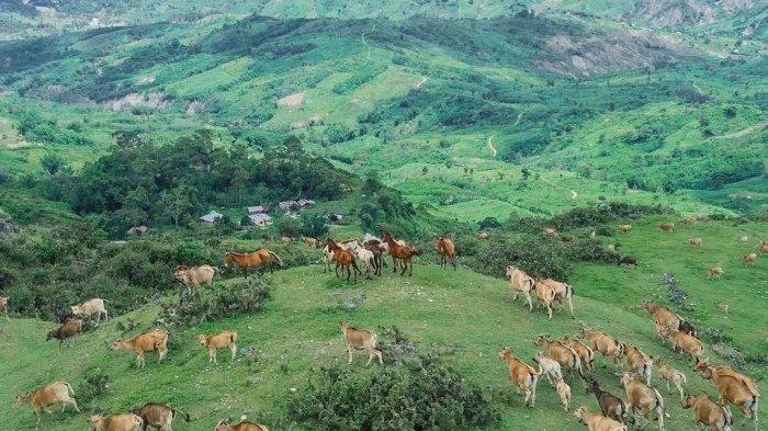 Panduan Rute Menuju Fulan Fehan Buat Turis dari Palembang, Wisata di ...