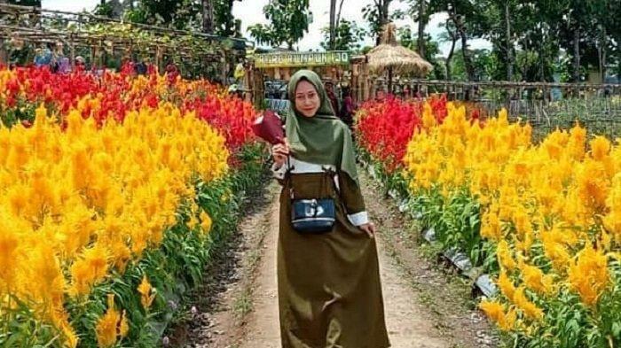 TRAVEL UPDATE: Indahnya Ribuan Bunga di Agro Rumpun Ijo, Cocok Buat ...