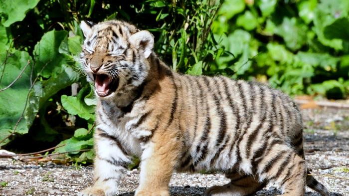 Video Unik - Lihat, Bukan pada Ibunya, Anak Macan Malah Menyusu pada ...