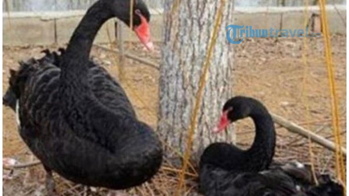 Menyedihkan! Wisatawan Berulah di Tiongkok, Angsa Hitam Tidak Mau Makan ...