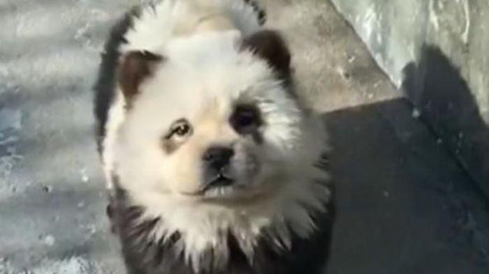 Kebun Binatang Warnai Anjing Jadi Hitam Putih Mirip Panda, Dikecam ...