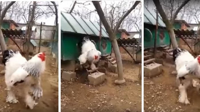 Mengerikan! Inikah Ayam Terbesar di Dunia? Ukurannya Hampir Kalahkan ...