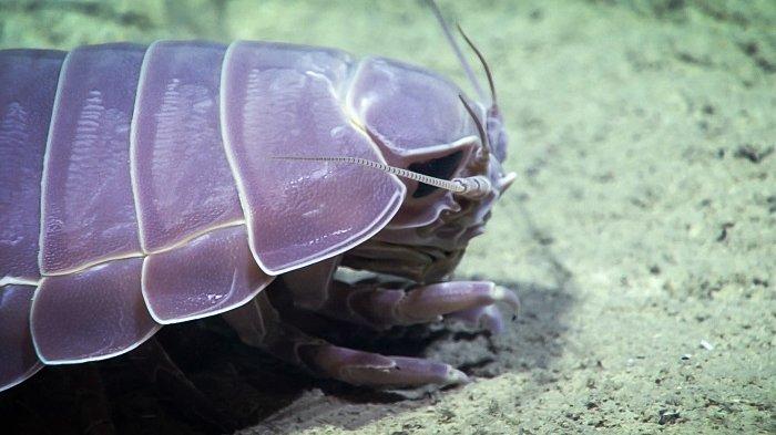 Kecoak Raksasa Ditemukan di Perairan Indonesia, Ukurannya Lebih dari 30 ...