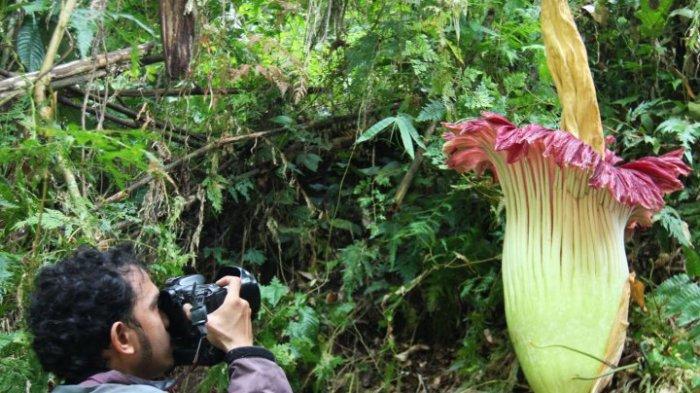 7 Bunga Terbesar di Dunia, Titan Arum Berasal dari Sumatera - Tribun Travel