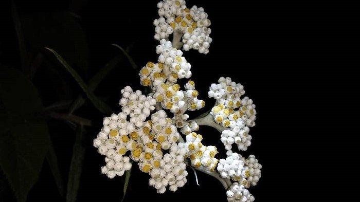 Fakta-fakta Bunga Edelweiss, Dibudidayakan di TNBTS - Tribun Travel