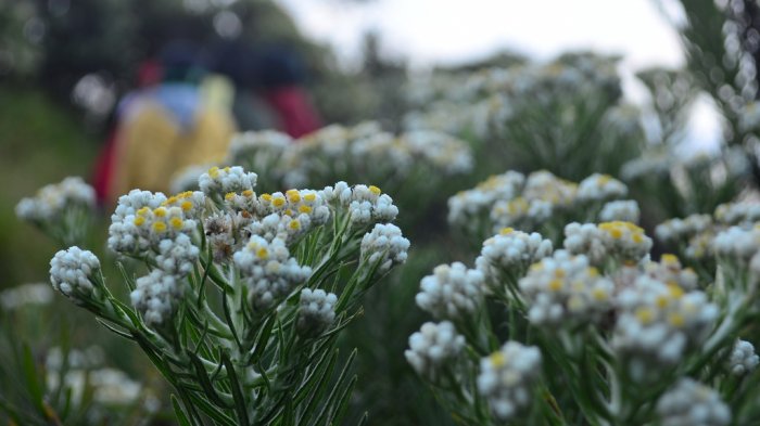 Gunung Rinjani dan 6 Tempat untuk Melihat Hamparan Bunga Edelweis di ...