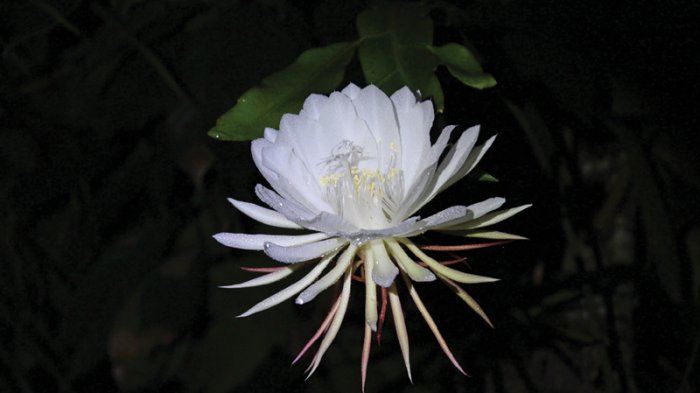 Gokil! Inilah 5 Bunga Termahal di Dunia, Ada yang Sampai Tak Bisa ...