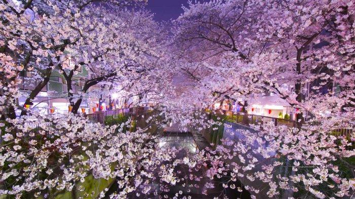 7 Tempat Melihat Bunga Sakura di Kyoto Buat Traveler yang Mau Liburan ...