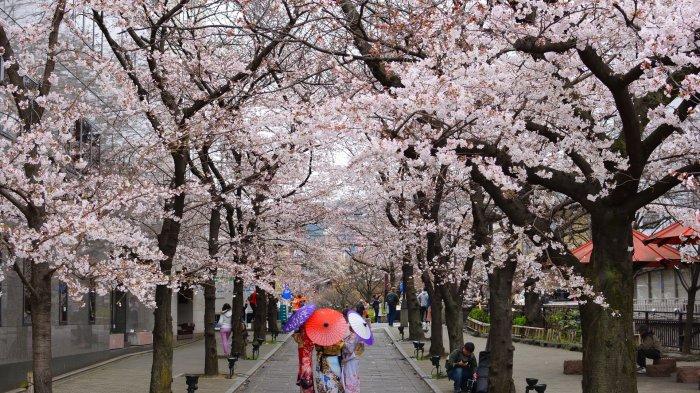 12 Fakta Unik Bunga Sakura di Jepang, Kelopak dan Daunnya Bisa Dimakan - Tribun Travel