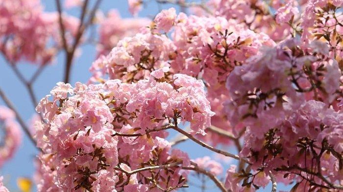 Tak Hanya untuk Keindahan, Tabebuya Ditanam Buat Tingkatkan Wisatawan ...