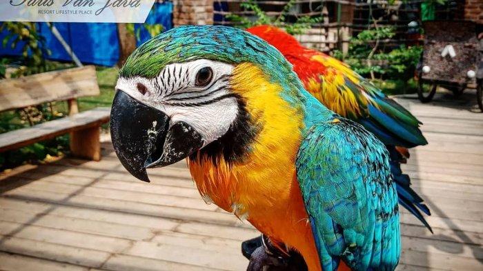 Mengenal Lebih Dekat Jenis Burung Paruh Bengkok di Taman Beta Aviary ...