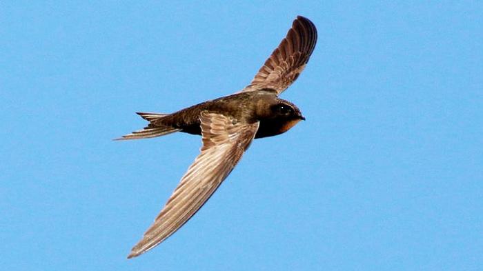 Burung Kapinis - Luar Biasa! Burung Ini Terbang Non-Stop Selama 10 ...