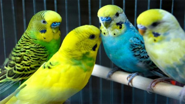 Burung Parkit, Monyet Titi dan 5 Hewan Paling Setia yang Hanya Memiliki ...