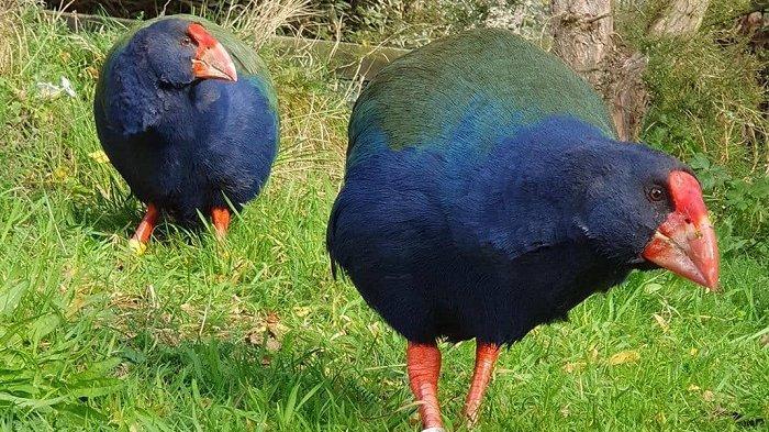 Fakta Unik Takahe, Burung Cantik Khas Selandia Baru yang Sempat ...