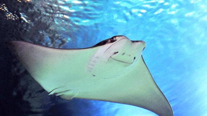 Mengenal Ikan Pari Pesek di Seaworld Ancol, Polahnya Lucu Saat Temukan ...