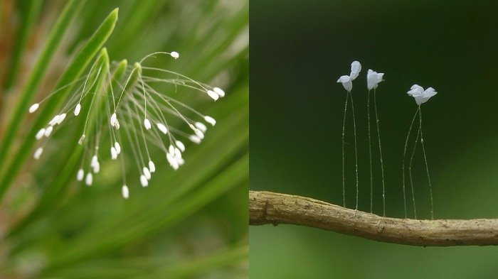 Ini Dia Bunga Surga yang Mekarnya Tiap 3.000 Tahun Sekali, Aromanya ...