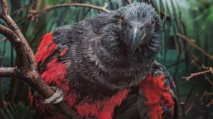 Fakta Unik Burung Nuri Drakula dari Papua yang Terancam Punah Akibat ...