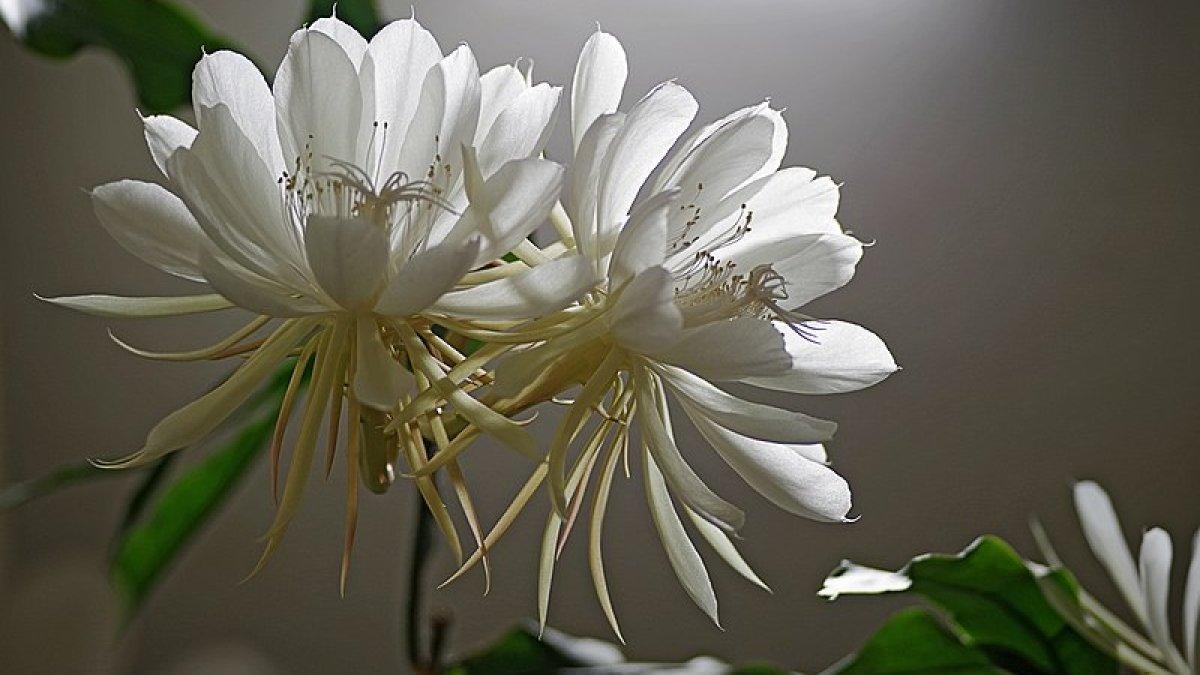 Fakta Unik Queen of the Night, Bunga Langka yang Hanya Mekar Satu Malam ...