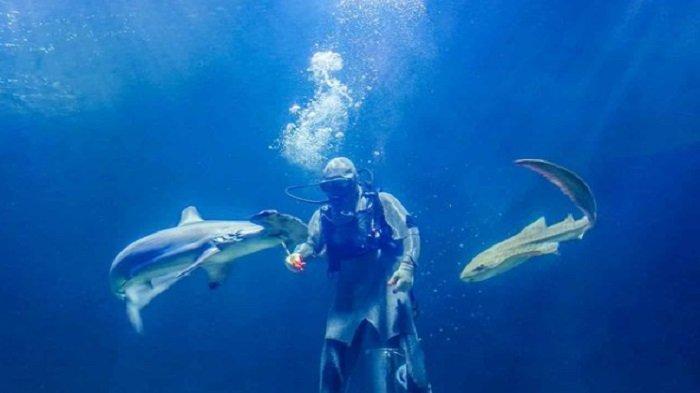 Harga Tiket Masuk Seaworld Ancol 2021, Banyak Wahana Edukatif untuk ...