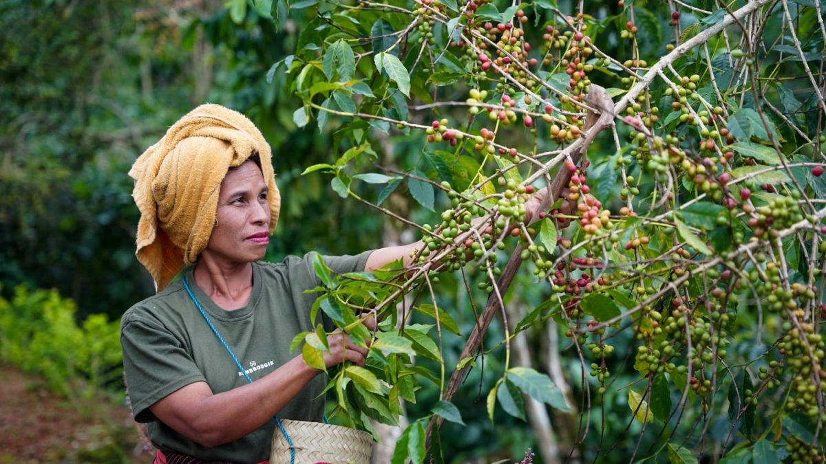 Jadwal Festival Kopi Lembah Colol di Manggarai Timur NTT, Ada Pameran ...