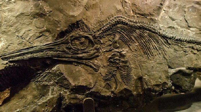 Heboh Fosil Naga Laut Terbesar Ditemukan, Panjangnya Hampir 10 Meter ...