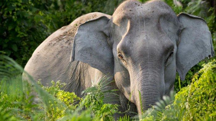Viral Karena Berpose Telanjang di Atas Gajah Langka di Bali, Model Asal ...
