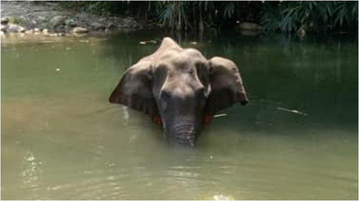 Seekor Gajah Hamil di India Dibunuh Secara Sadis oleh Warga - Tribun Travel