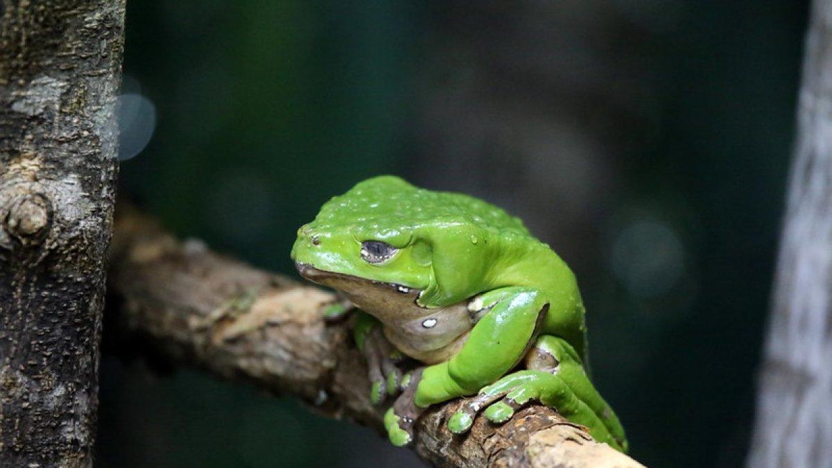 Misteri Manusia Katak, Monster Amfibi Legendaris yang Menghantui Selama ...