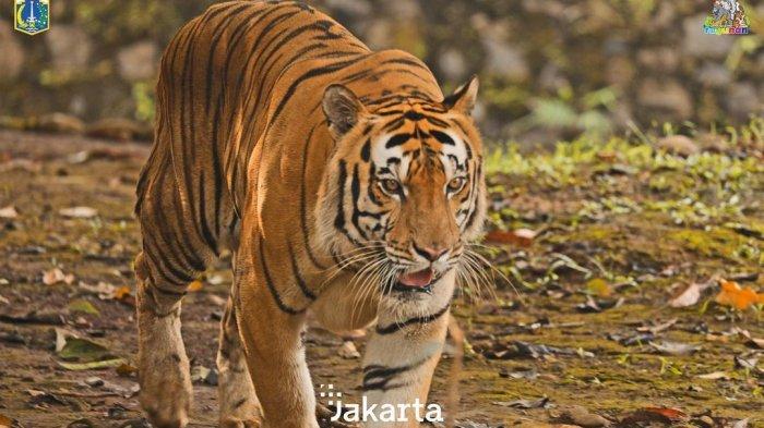 Cara Beli Tiket Masuk Taman Margastwa Ragunan Secara Online, Pesan ...