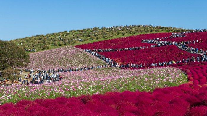 Taman Bunga di Jepang Ini Selalu Berubah Warna Setiap Musim, Intip ...