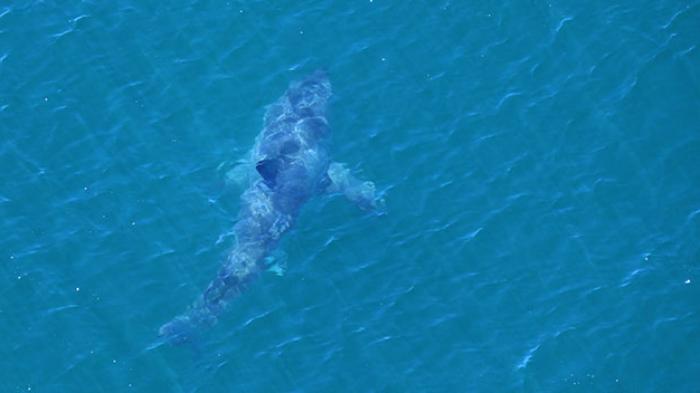 Kunjungi Akuarium Terbuka di Mal, Gadis Berusia 6 Tahun di China ...