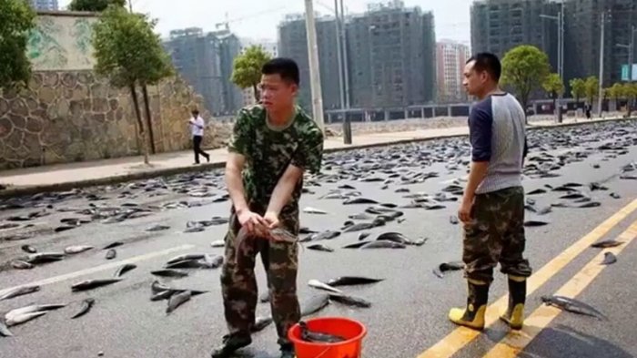 5 Hujan Ikan Paling Tak Masuk Akal, Ada yang Terjadi di Asia Tenggara ...