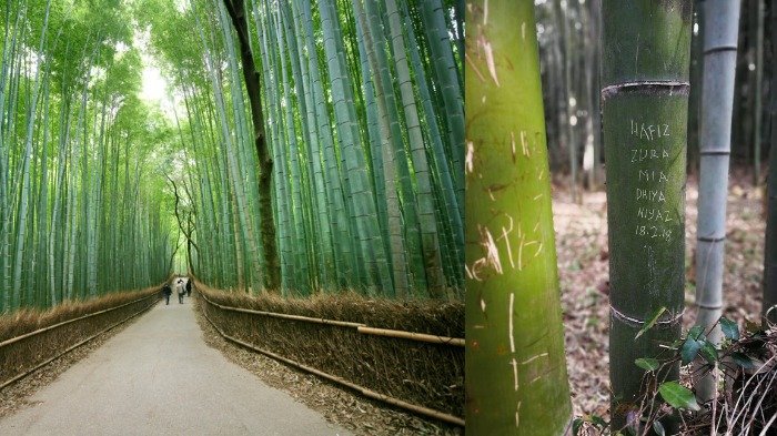 Hih, Alay Banget! 100 Pohon di Hutan Bambu di Jepang Dirusak Wisatawan ...