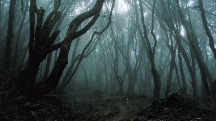 5 Hutan Menyeramkan di Dunia, Hutan Mana yang Paling Banyak Menyimpan ...